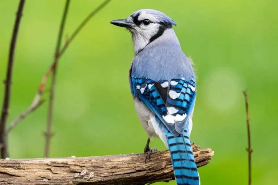 Blue Jay Spiritual Meaning That Reveals the Deep Messages from the Universe